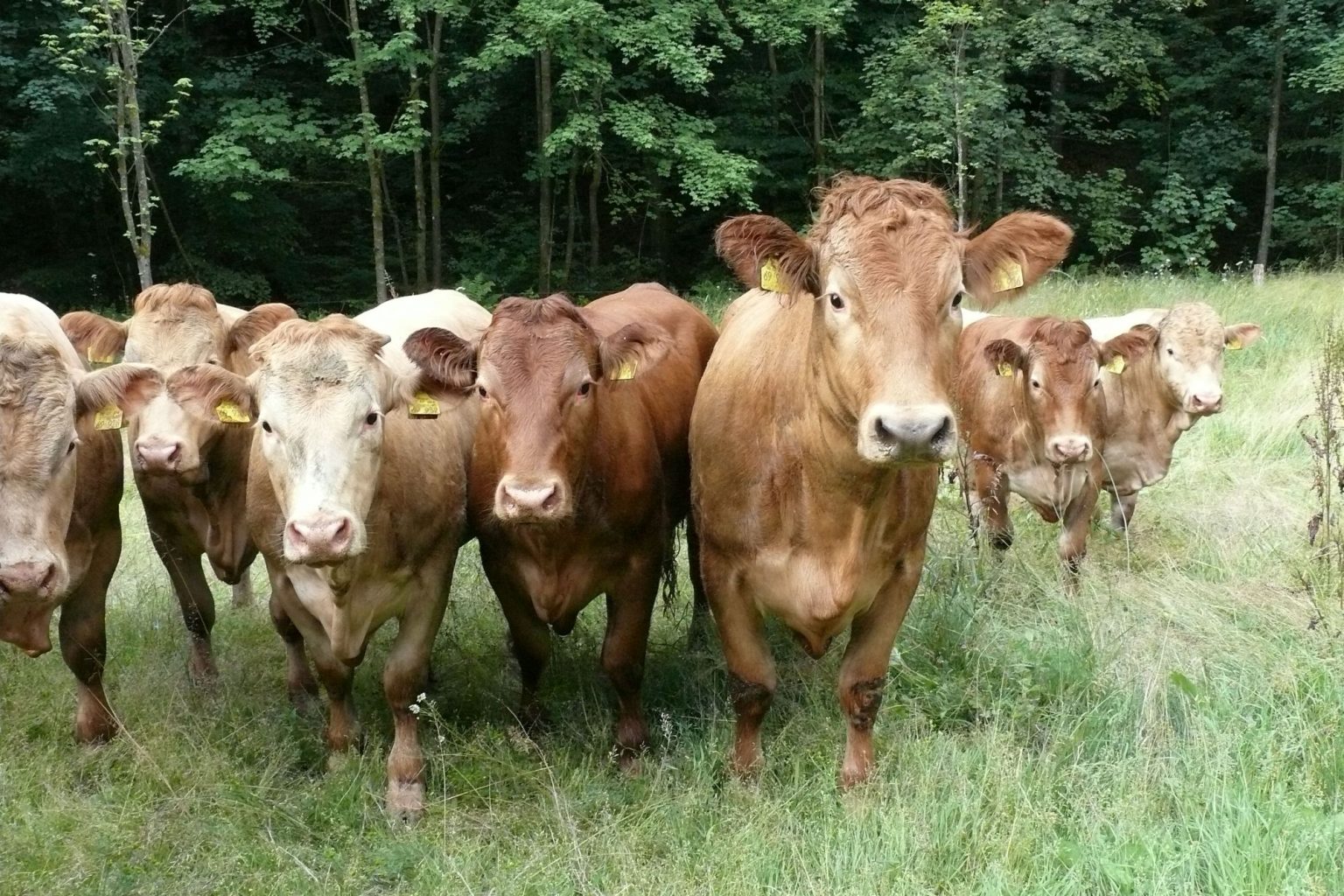 Kulinarische Glanrindertage – Pfälzerwald